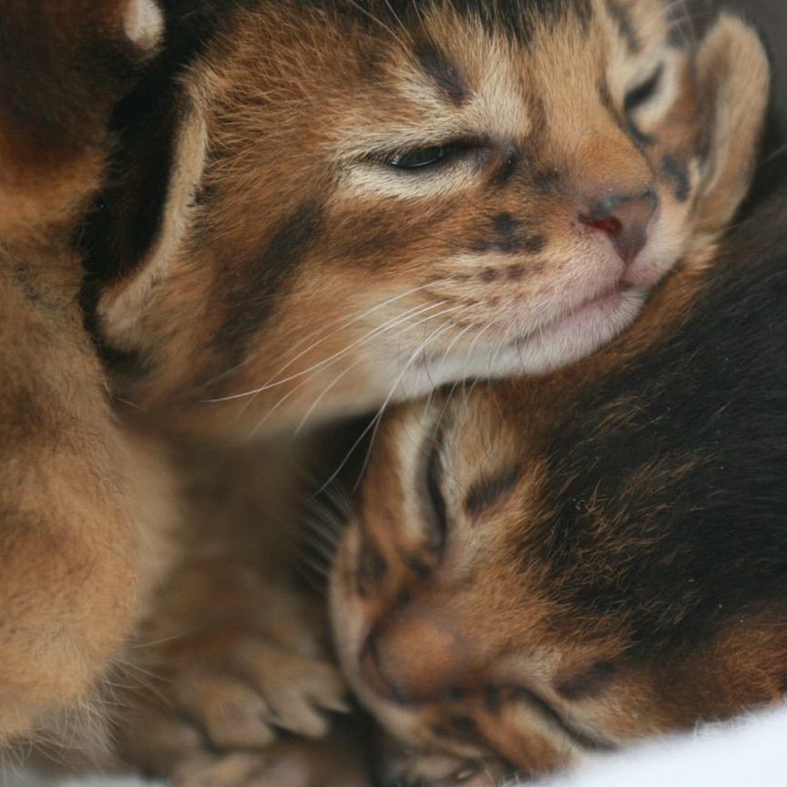 Абиссинская кошка