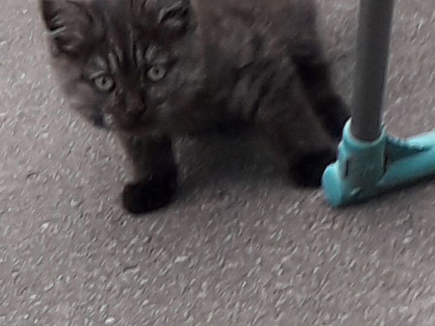 Котенок ищет дом