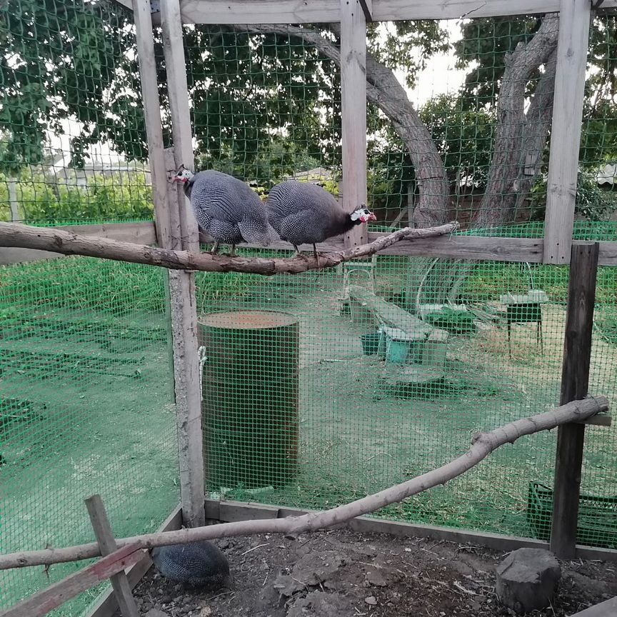 Семья цесарок