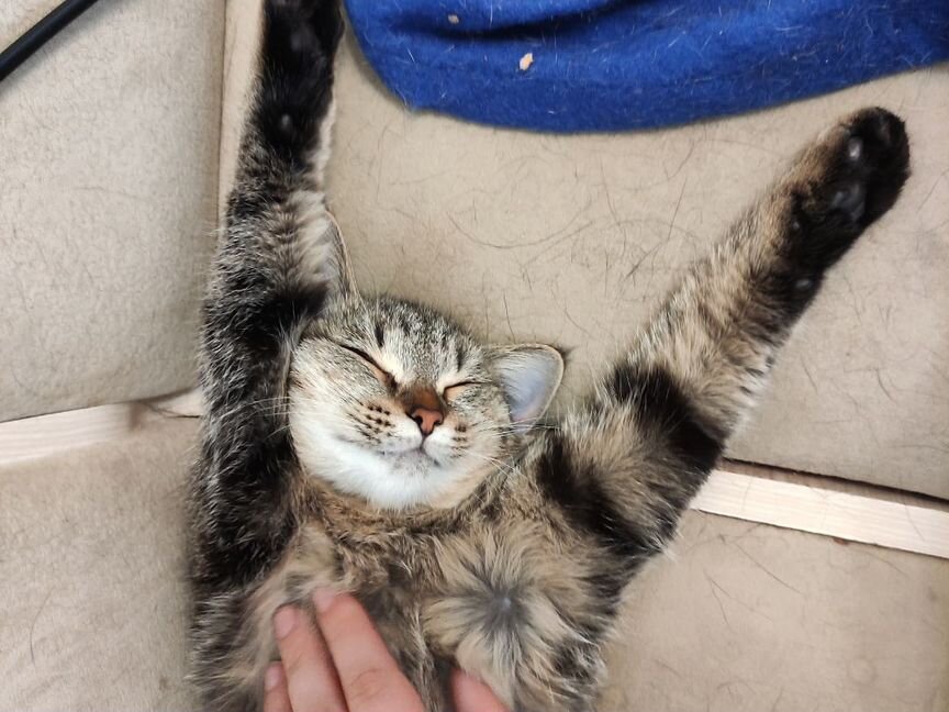 Кошка котята