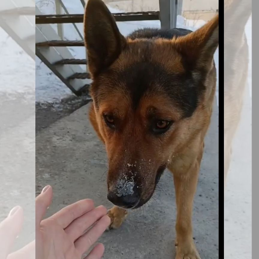 Немецкая овчарка, взрослый пёс