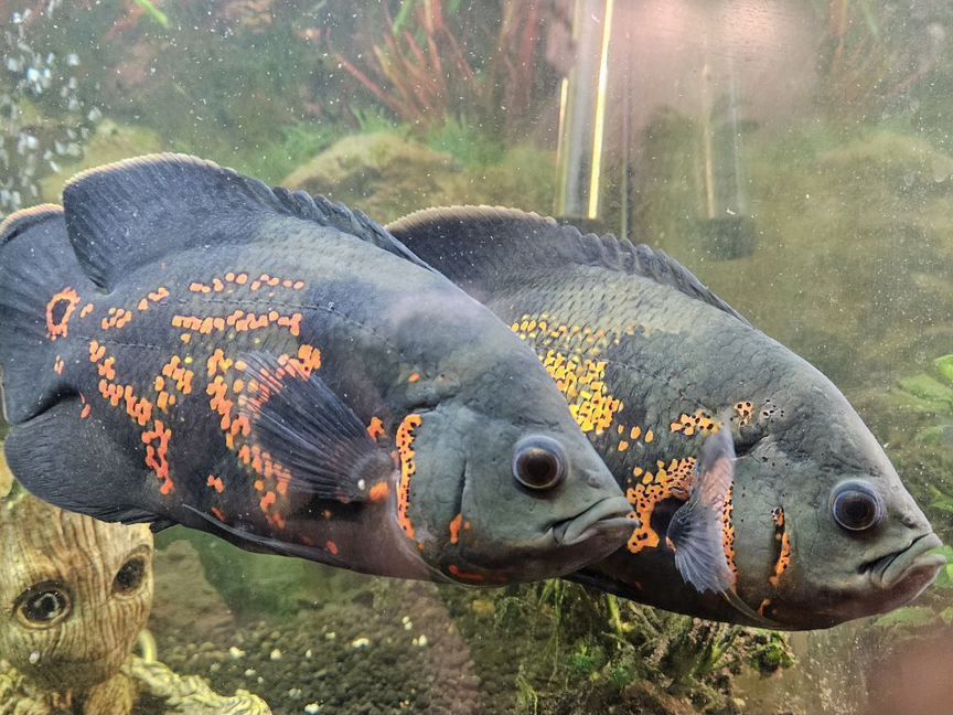 Астронотусы бесплатно