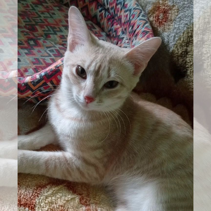 Котёнок в добрые руки