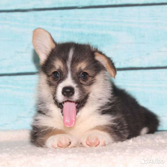 Продаётся щенок, мальчик