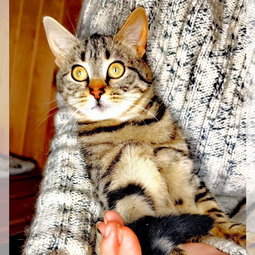 Котёнок в добрые руки