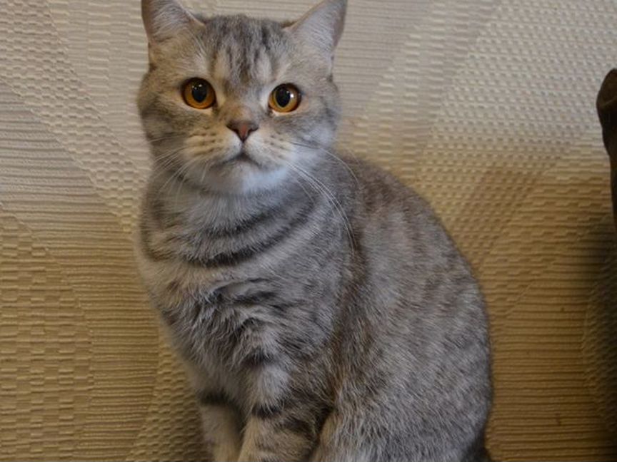 Отдам бесплатно молодую кошечку шотландку