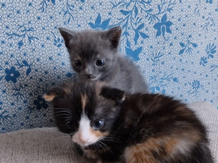 Котята,кот и кошечка