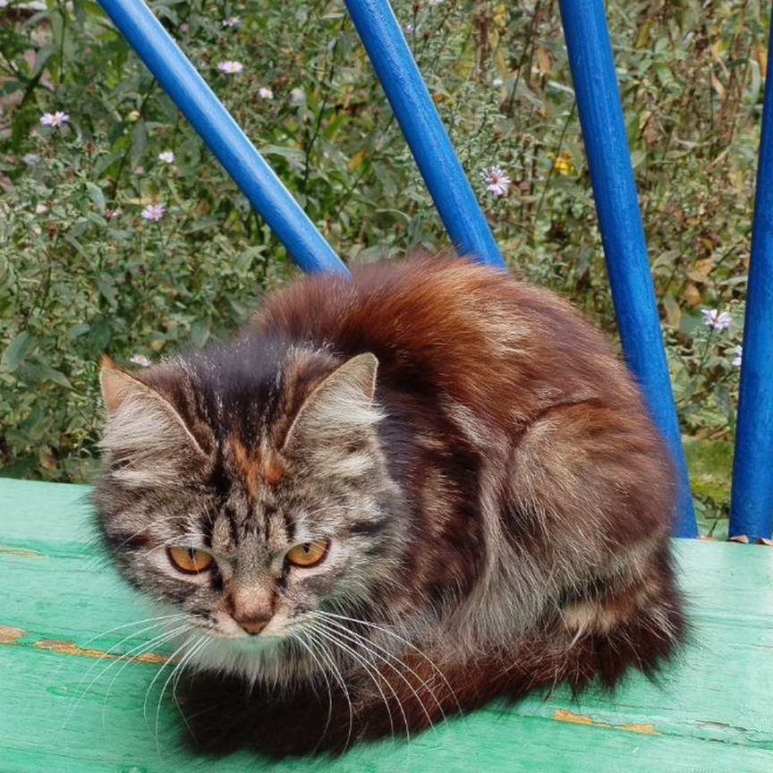 Кошка в дар бесплатно