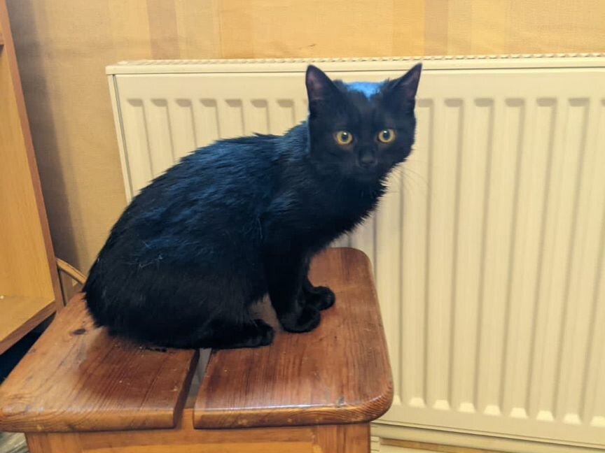 Кошка в дар