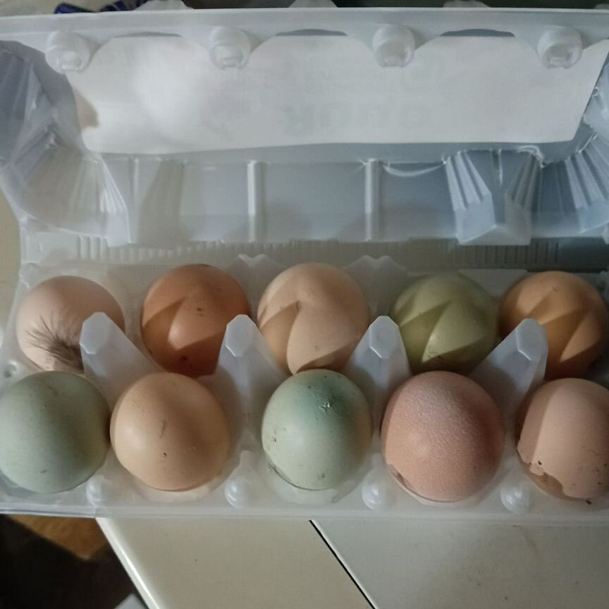 Инкубационное яйцо кур