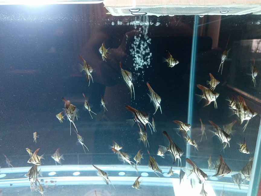 Скалярия Рио нанай