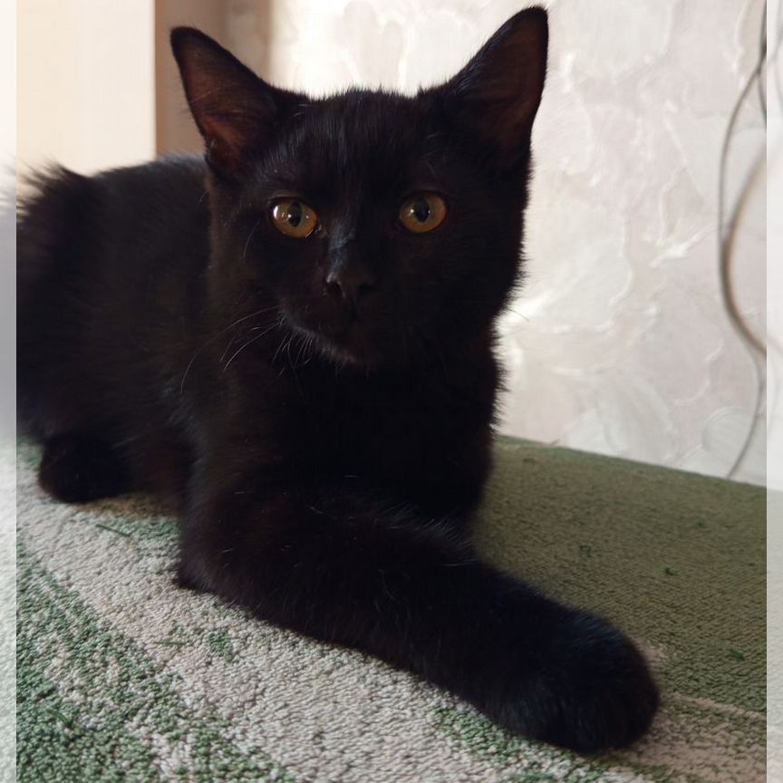 Кошечка бесплатно