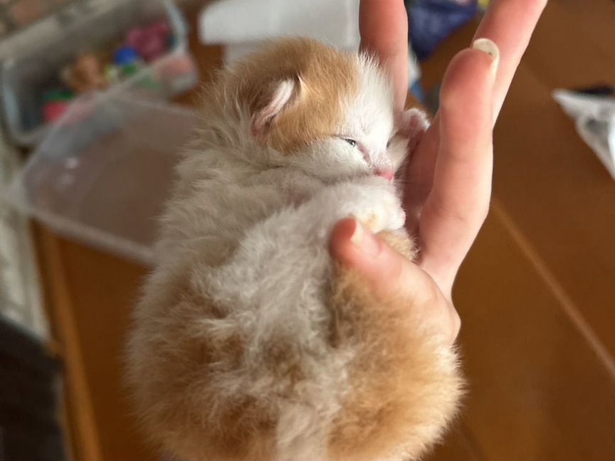 Малекий котенок