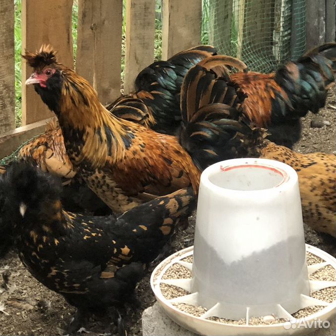 Павловские куры