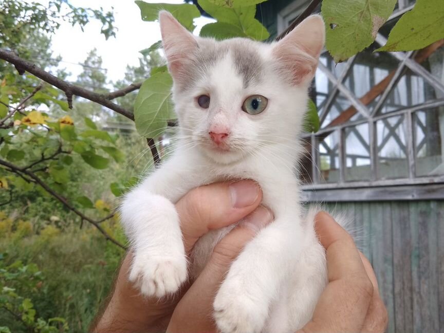 Котята ищут дом