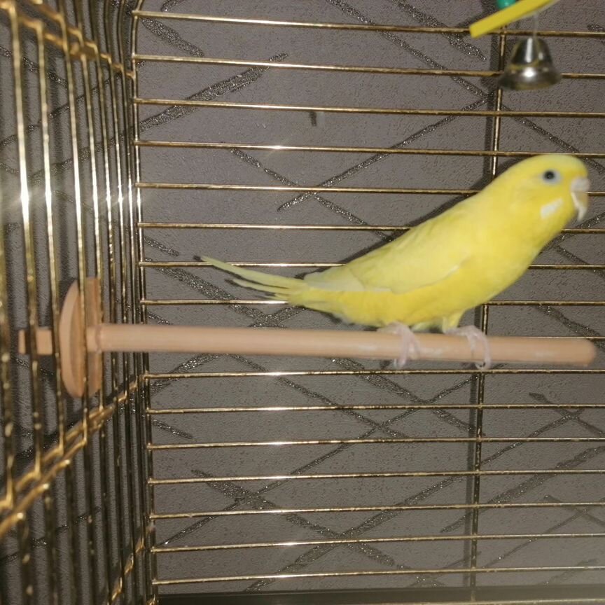 Отдам попугая бесплатно