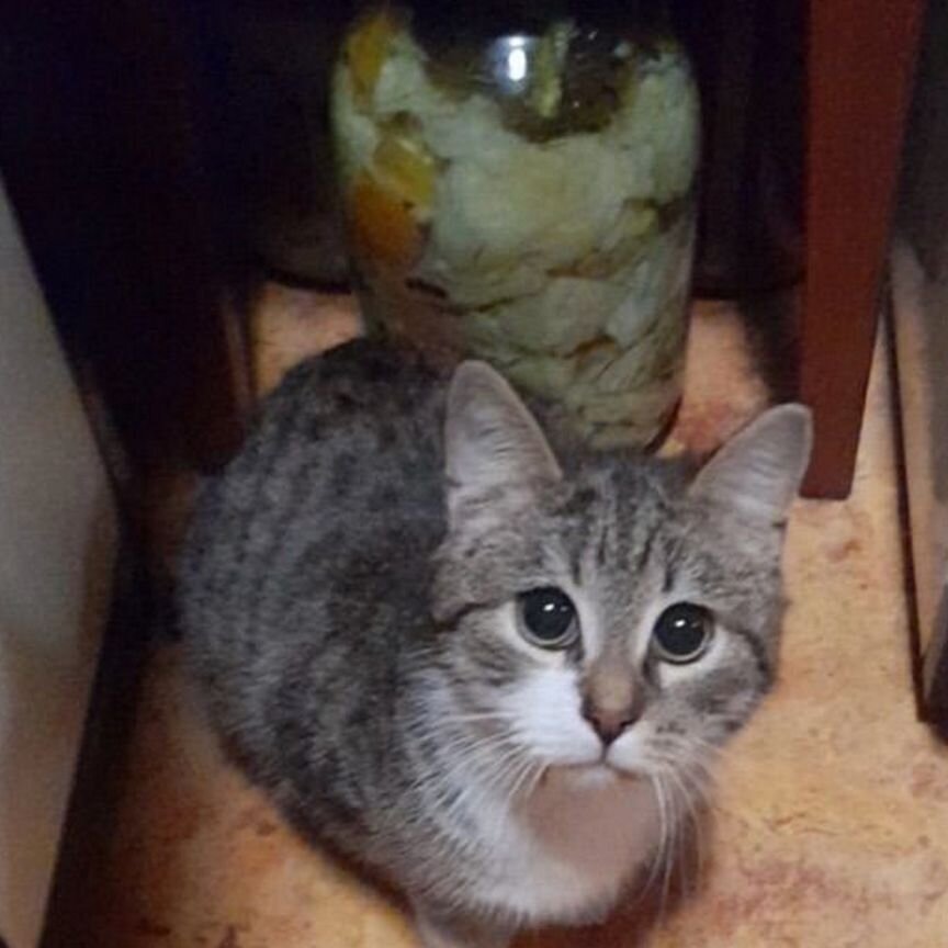 Отдам в добрые руки кошечку (потеряшка)