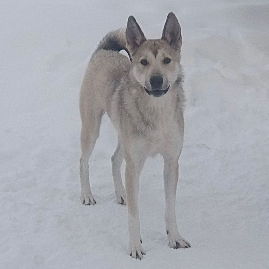 Западносибирская лайка, взрослая собака
