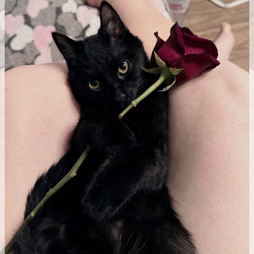 Кот