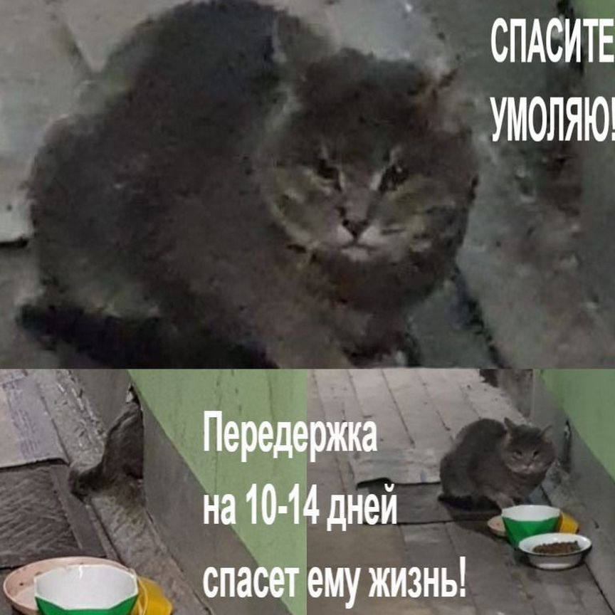 Отдам кота временно на передержку (на 10-14 дней)