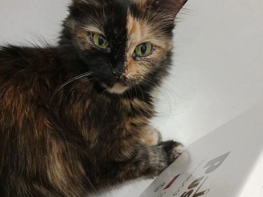 Ксюша ищет семью, 3 года