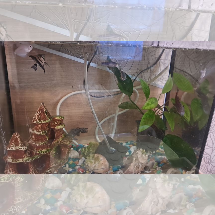 Аквариум с рыбками