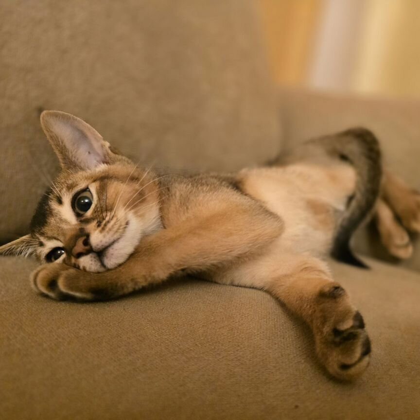 Абиссинский котёнок