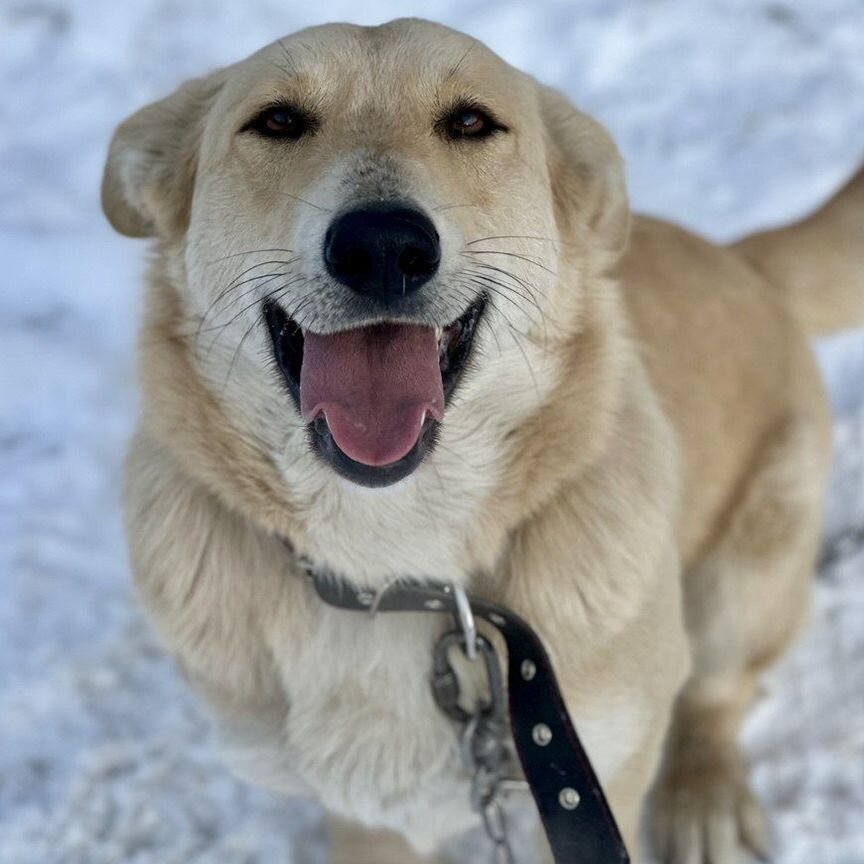 Леня. Дорога домой