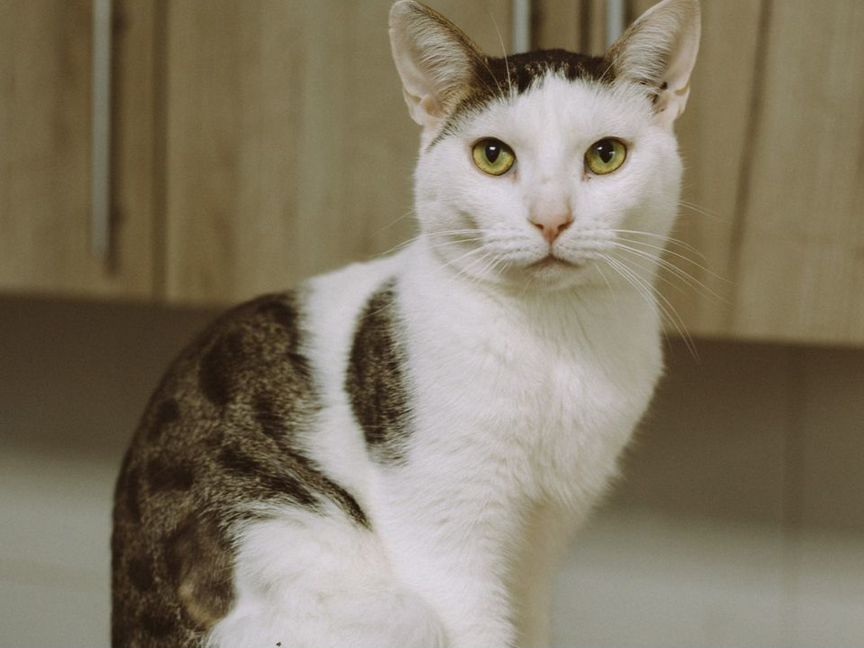 Пушистый певец ищет своих слушателей