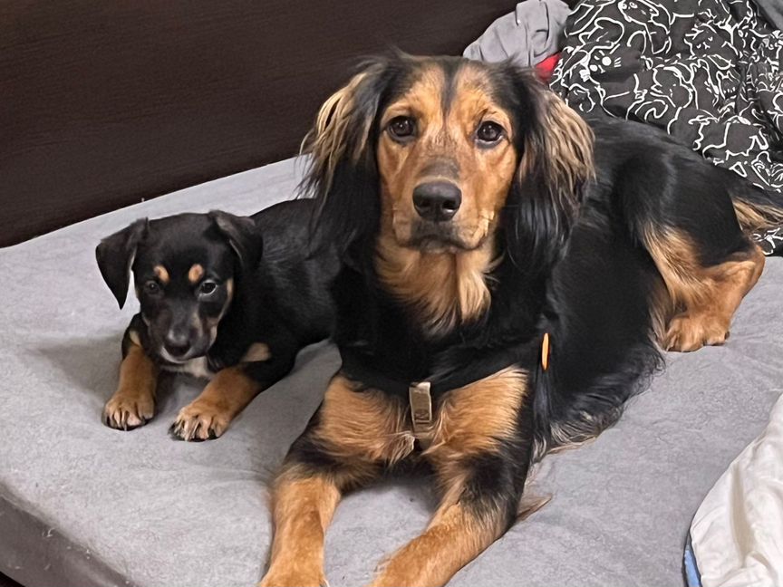 Щенок девочка