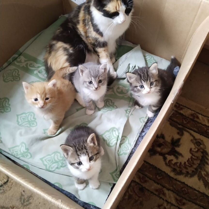 Котята в добрые руки