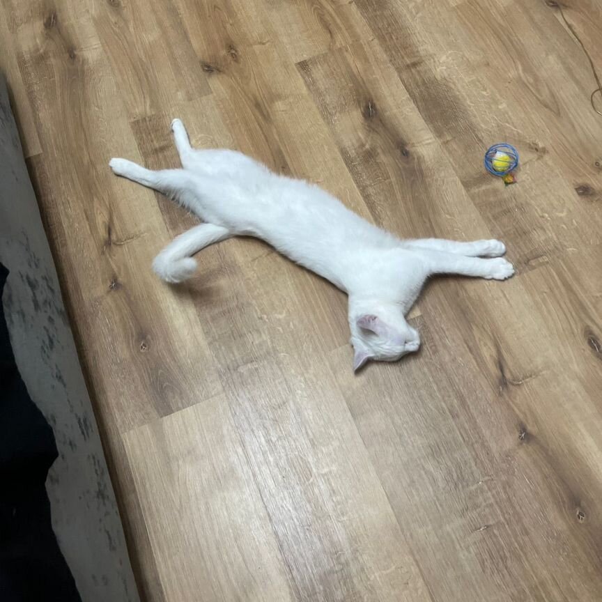 Отдам в добрые руки крутого котейку