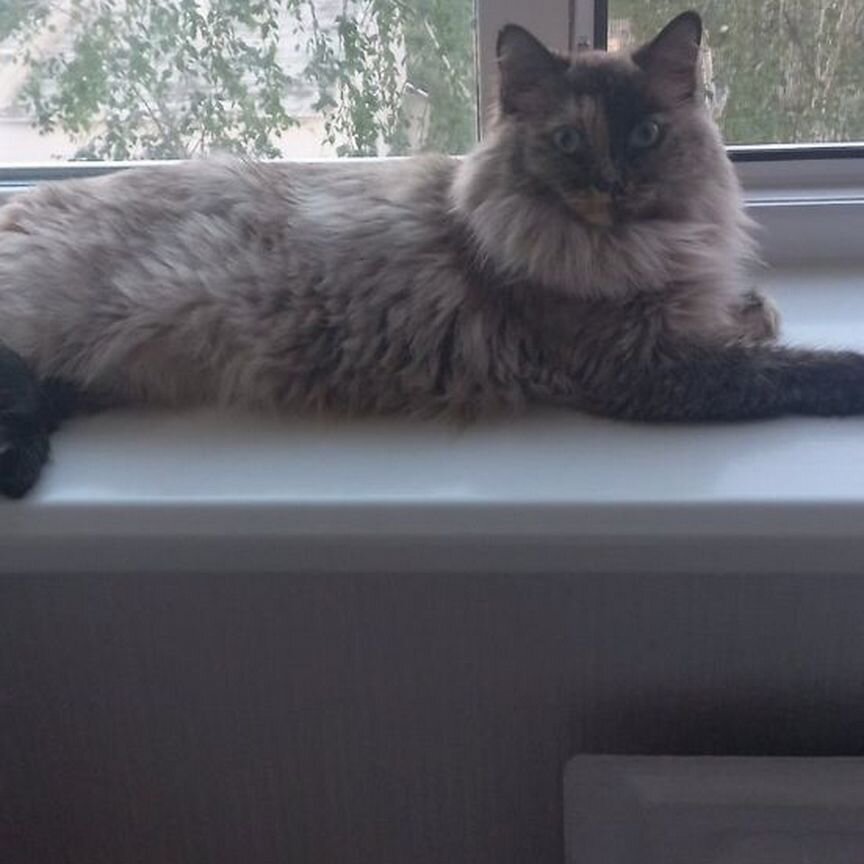 Кошечка помесь сибирской с сиамской