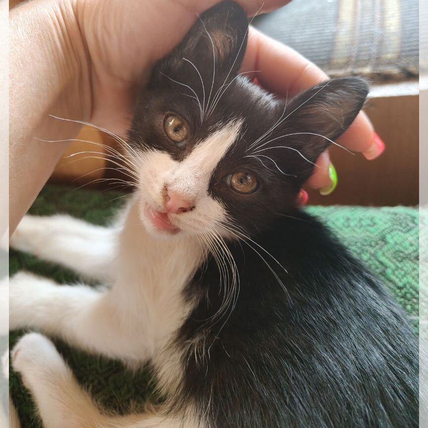 Котёнок в добрые руки