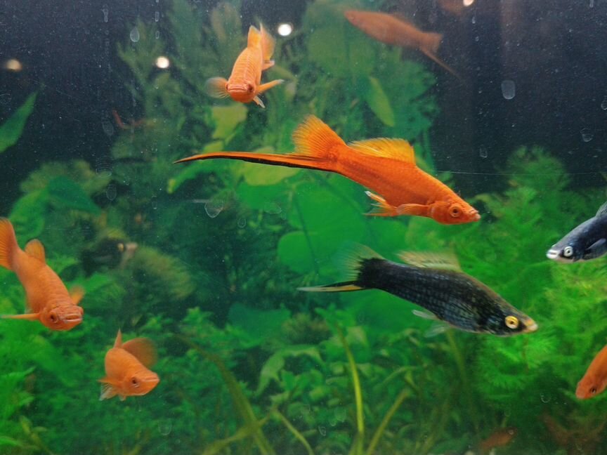 Меченосцы. Живая рыба