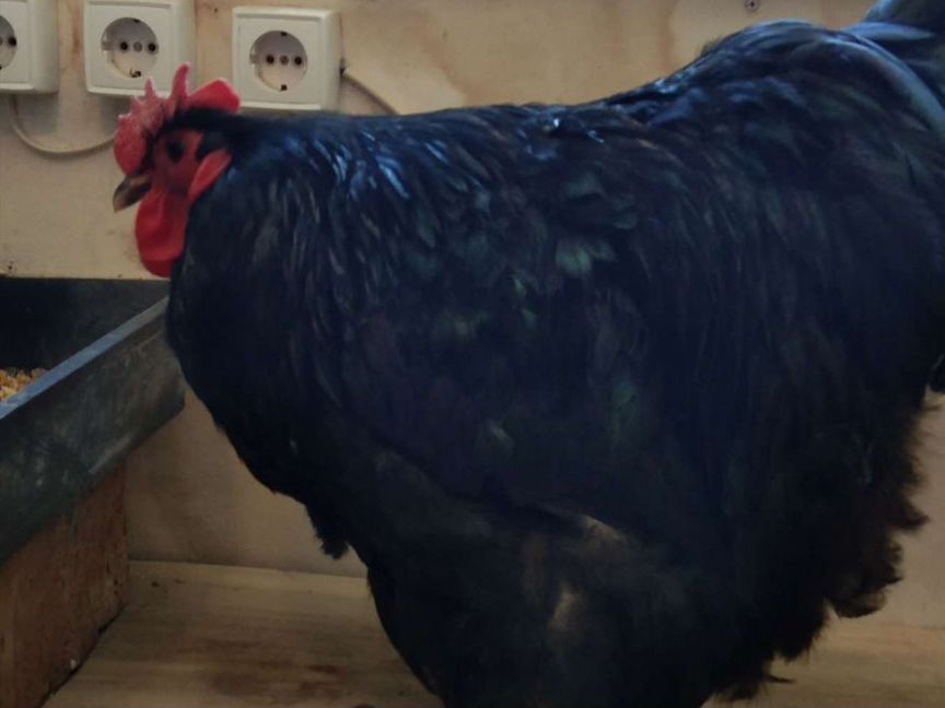 Орпингтон чёрный семья
