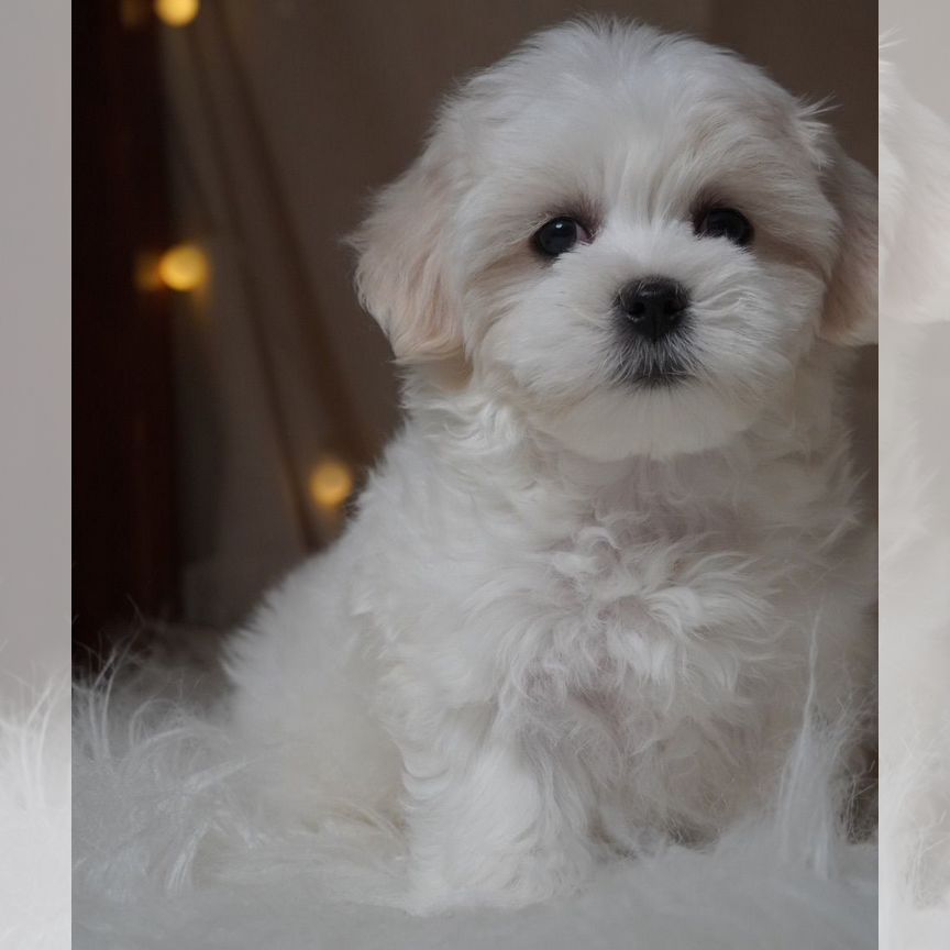 Мальтипу, щенок