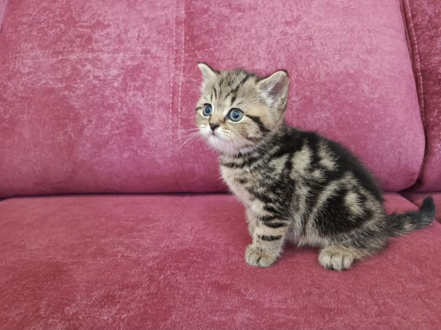 Шотландские котята