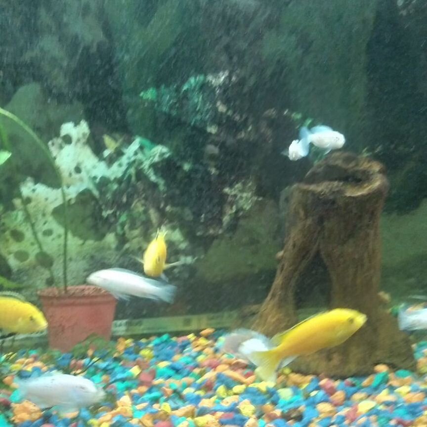 Аквариумные рыбки