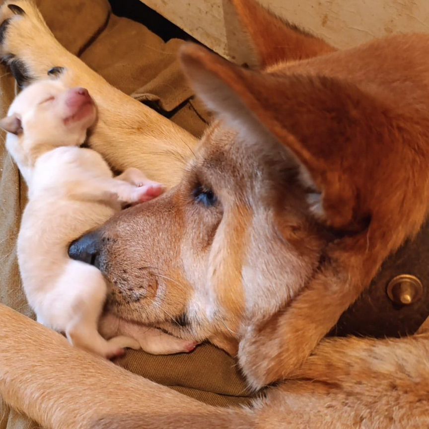 Отдам бесплатно щенки