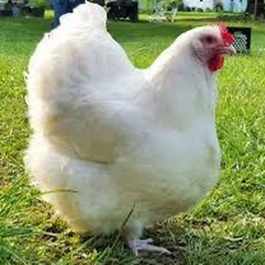 Домашние куры бройлеры