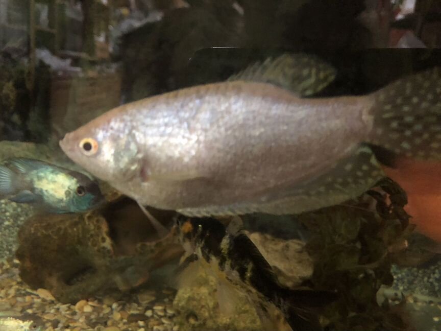 Рыбка гурами самка