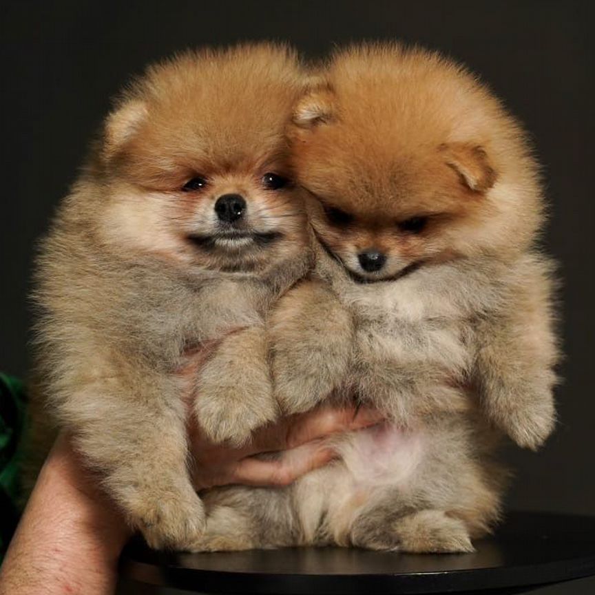 Померанский шпиц, щенок
