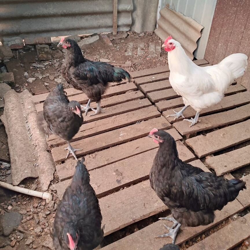 Молодые петушки Джерсийский Гигант