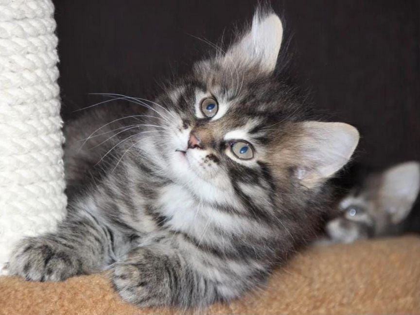 Котята сибирские красавчики