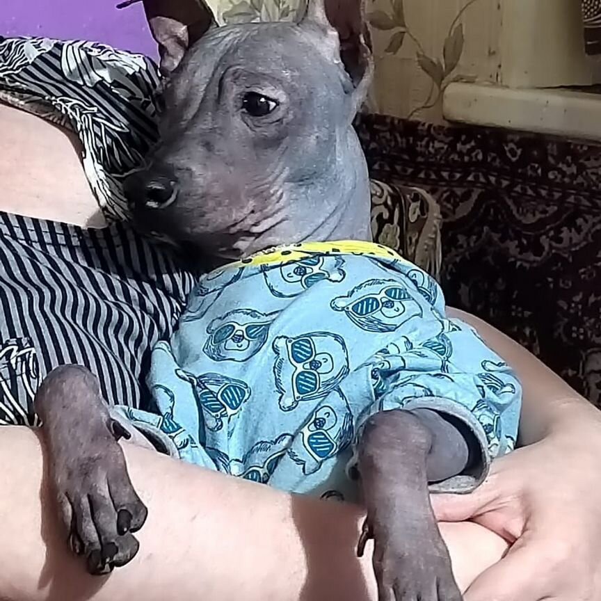 Собаки