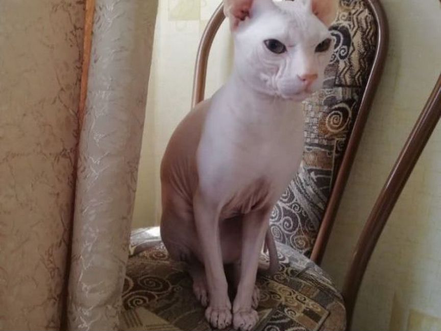 Канадский сфинкс котенок