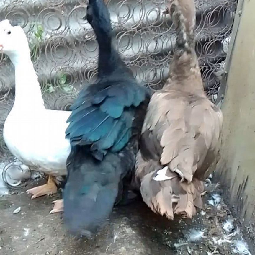 Яйца для инкубации индоуток