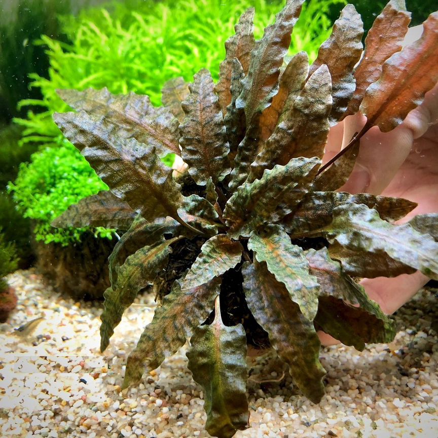 Криптокорина вендта