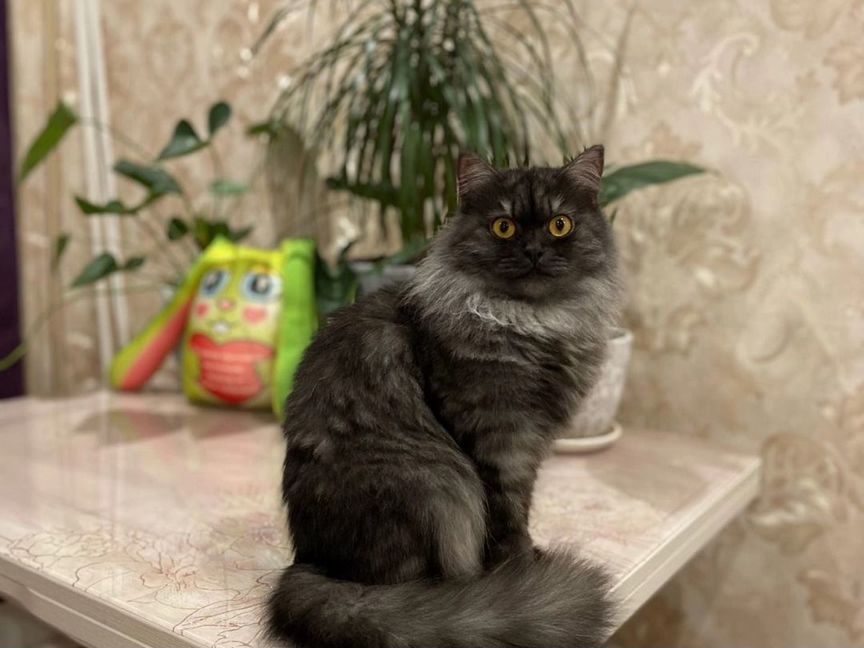 Сибирская кошка в добрые руки